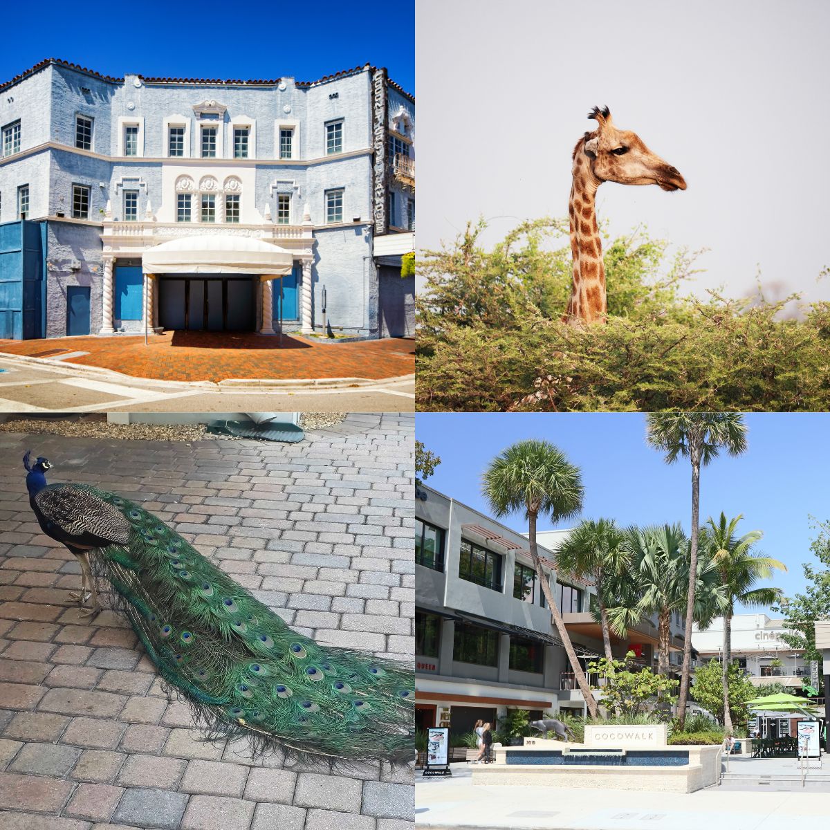 Coconut Grove: The Strange Vortex Where Giraffes, Rock Stars & the ...